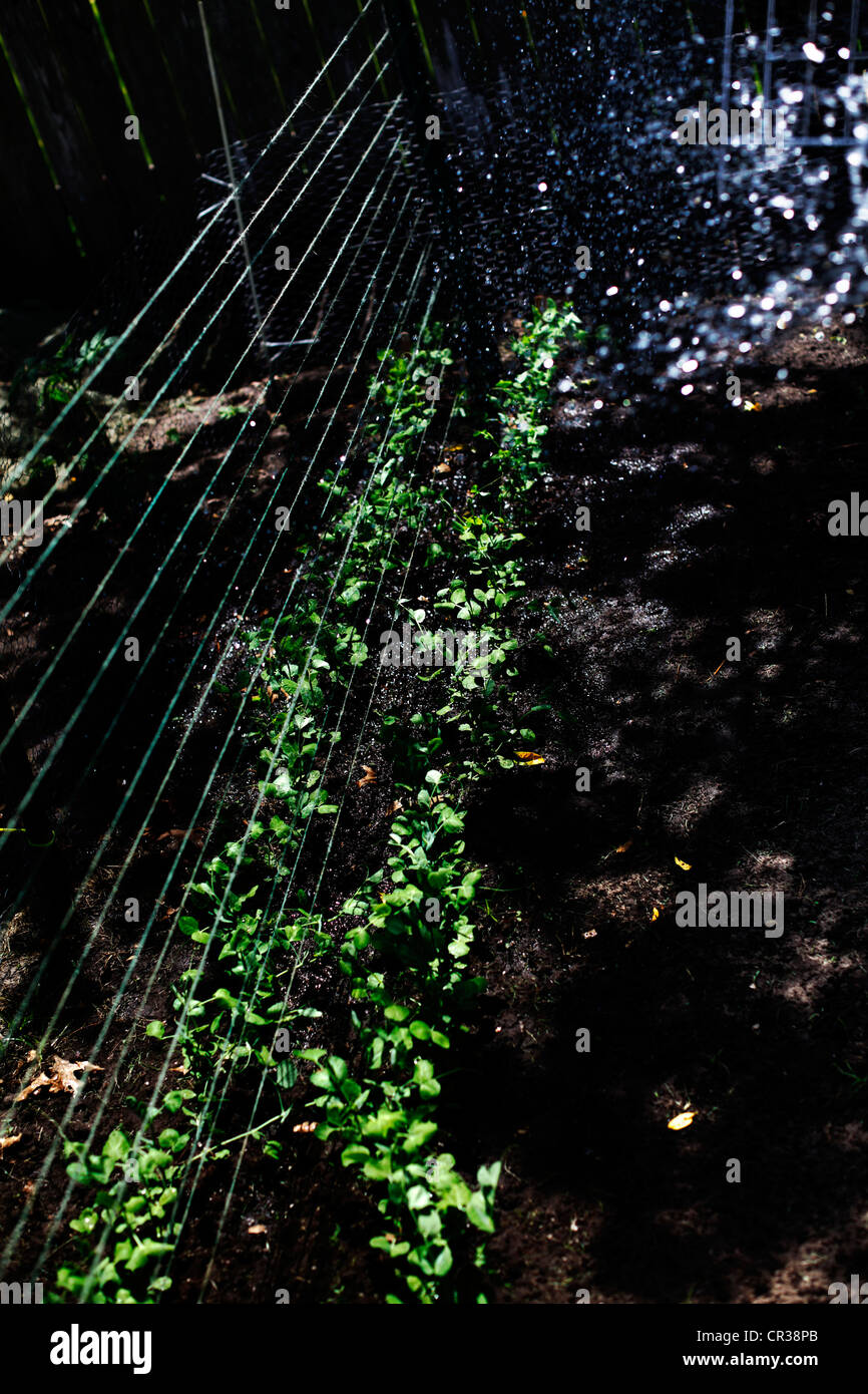 String Trellis High Resolution Stock Photography and Images - Alamy