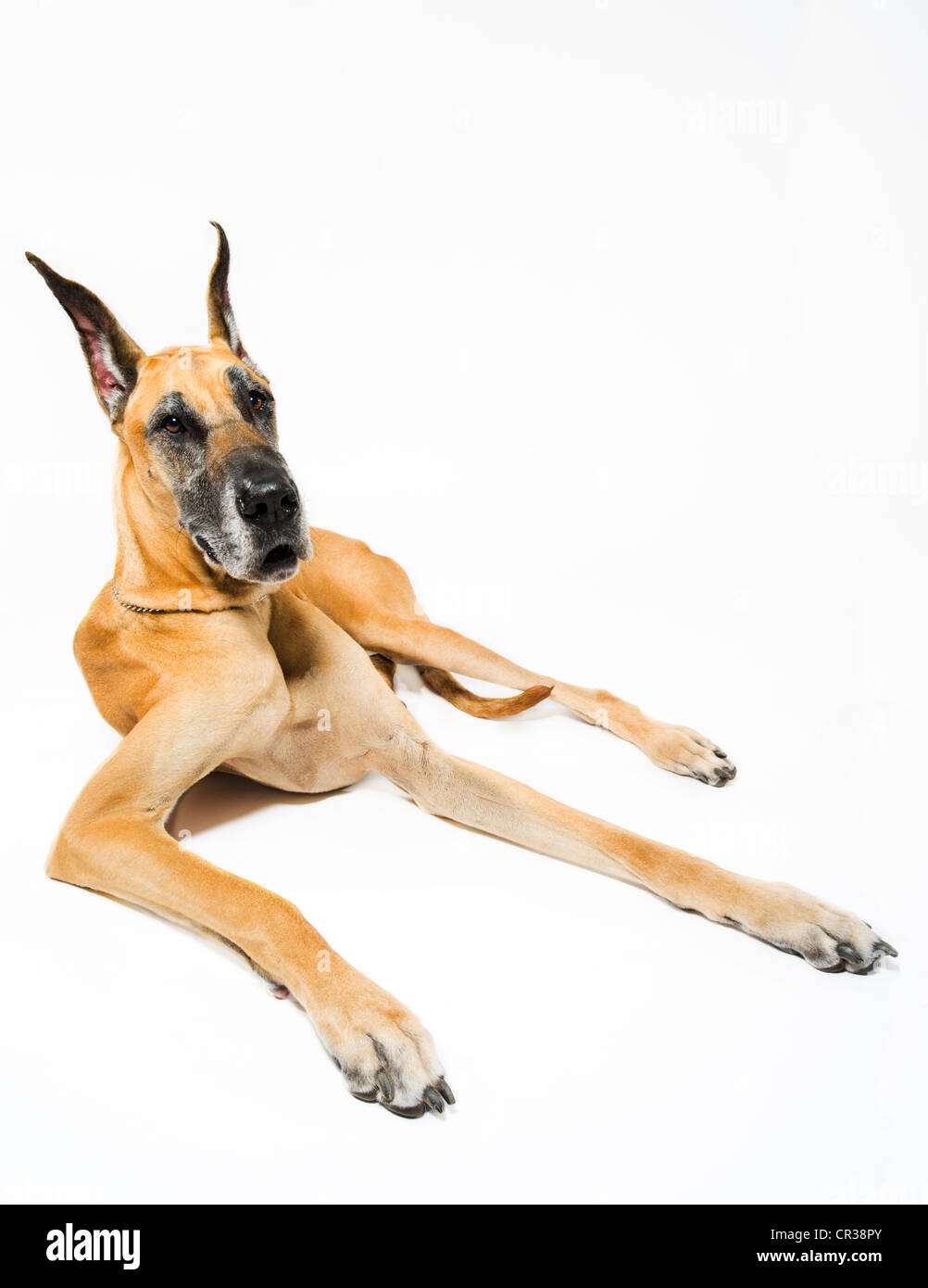 Great Dane Studio Portrait Stock Photo - Alamy