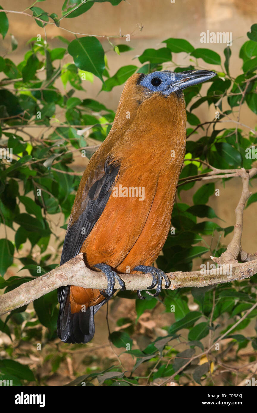 a Capuchinbird, Perissocephalus tricolor Stock Photo - Alamy