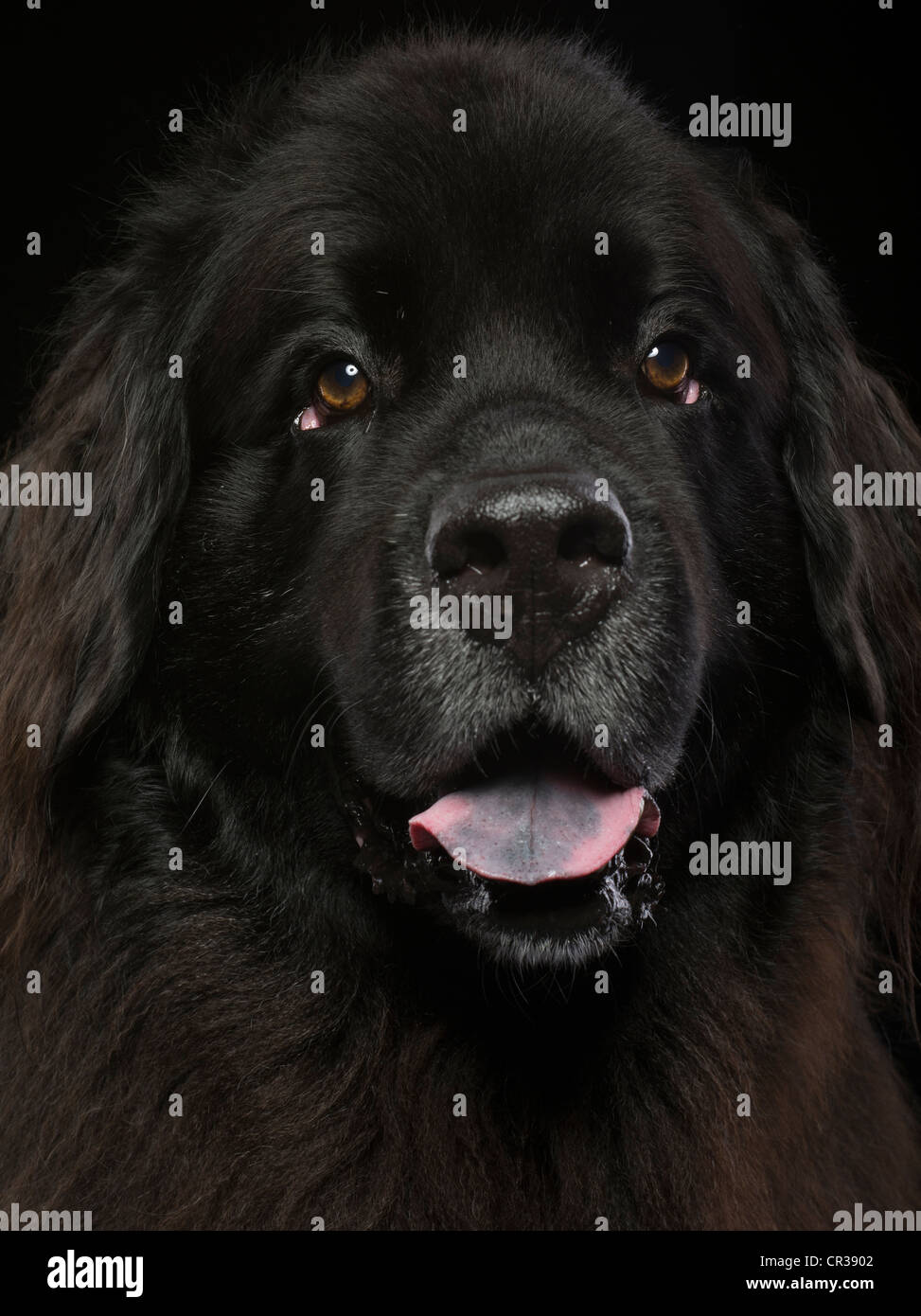 Newfoundland Dog portrait Stock Photo - Alamy