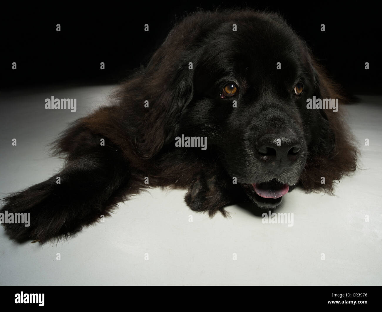 Newfoundland Dog portrait Stock Photo - Alamy