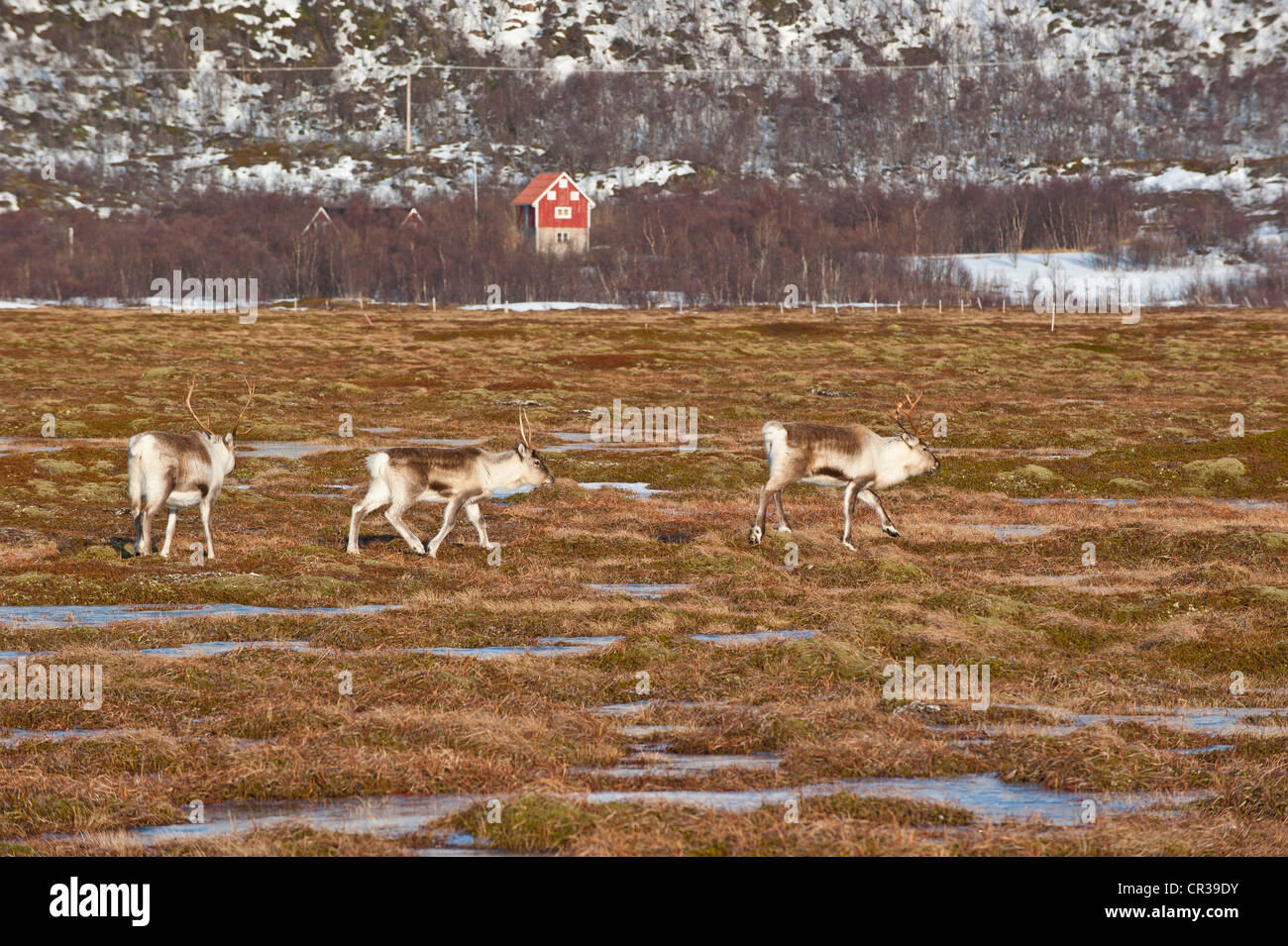 Three reindeer running through the marshes with a red cabin in the ...