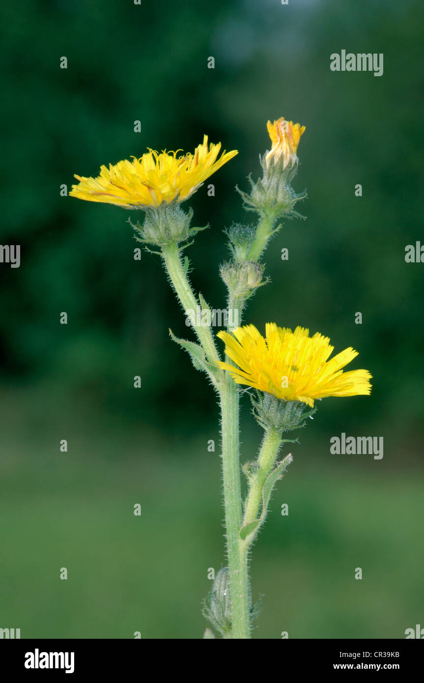 HAWKWEED OXTONGUE Picris hieracioides Stock Photo - Alamy