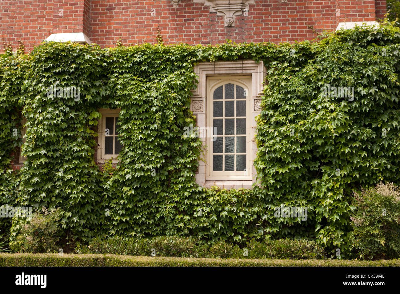 Thick ivy growing on brick building Stock Photo - Alamy