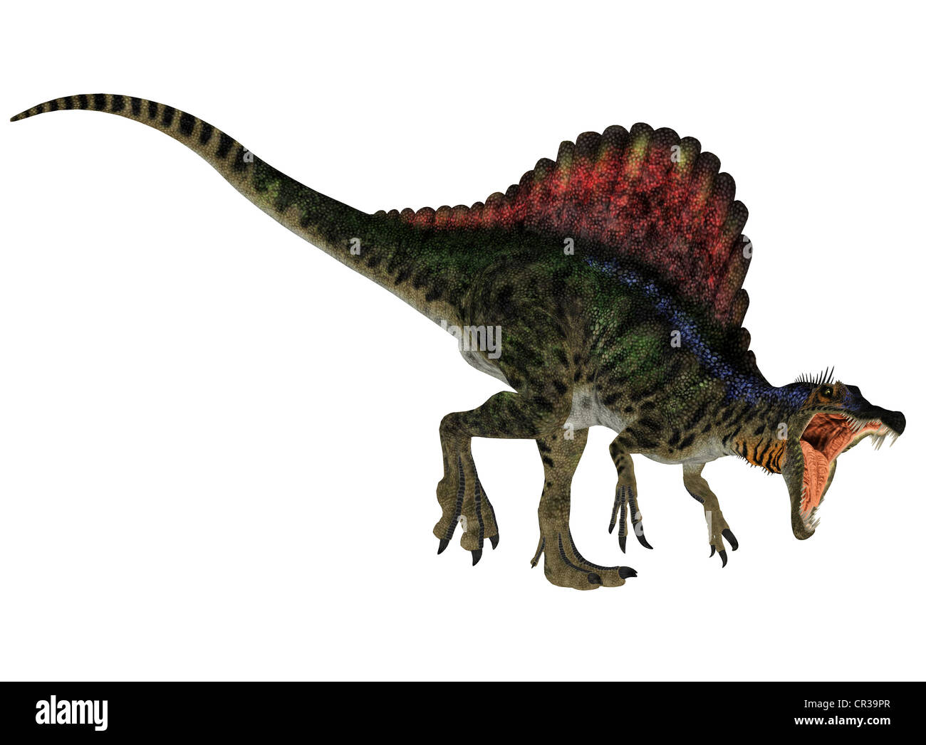 Illustration of a Spinosaurus (dinosaur species) isolated on a white ...