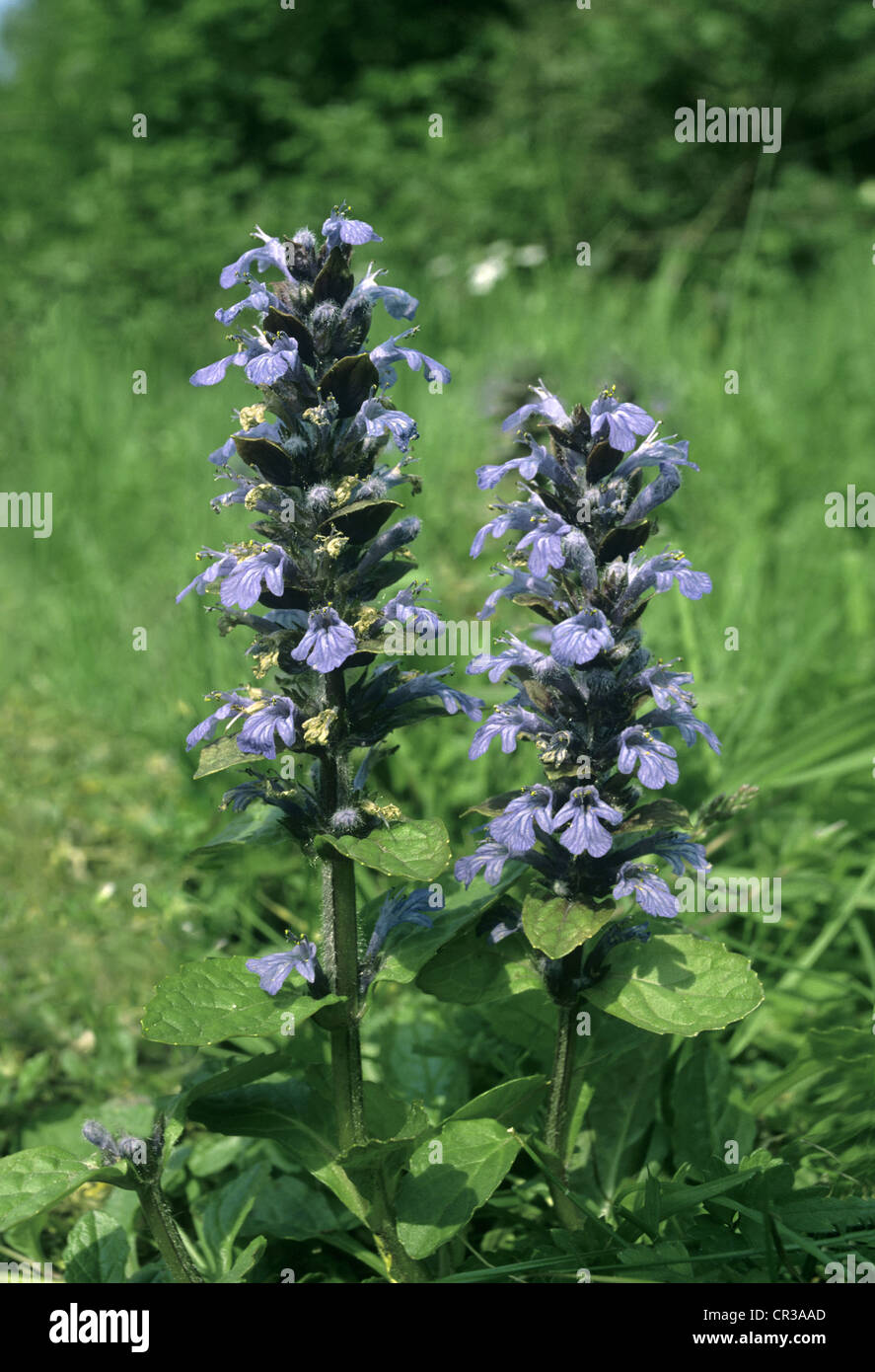 BUGLE Ajuga reptans (Lamiaceae Stock Photo - Alamy