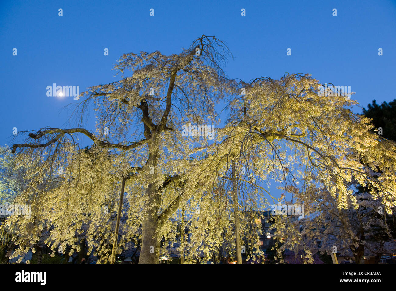 Sakura sherry tree hi-res stock photography and images - Alamy