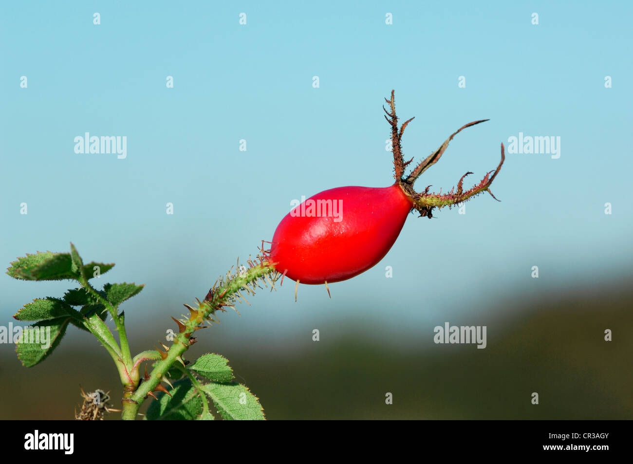 SWEET-BRIAR Rosa rubiginosa (Rosaceae Stock Photo - Alamy