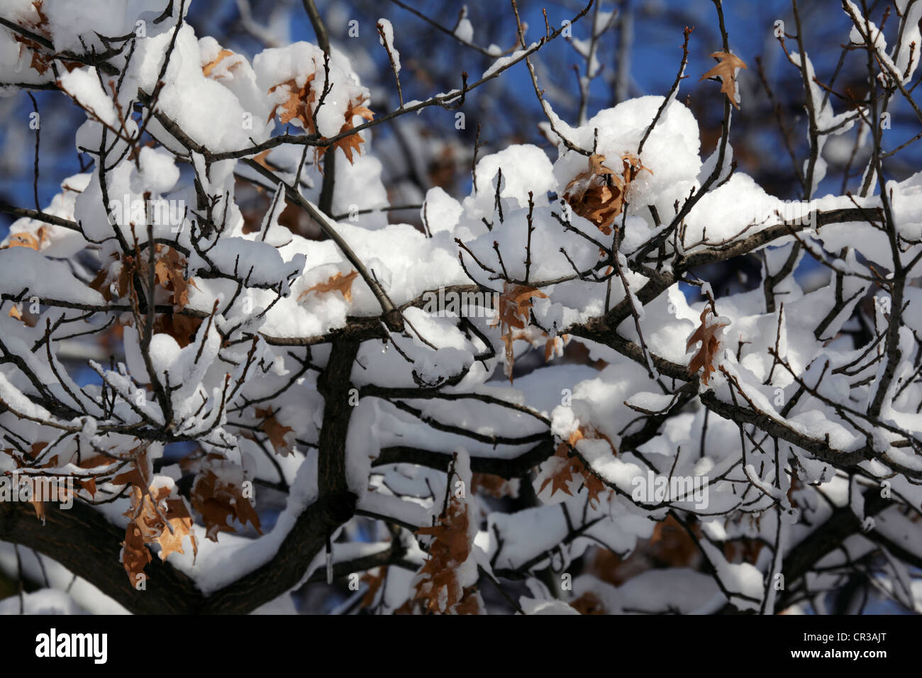 Close-up of snow covered oak tree branches, showing limb and leaves ...