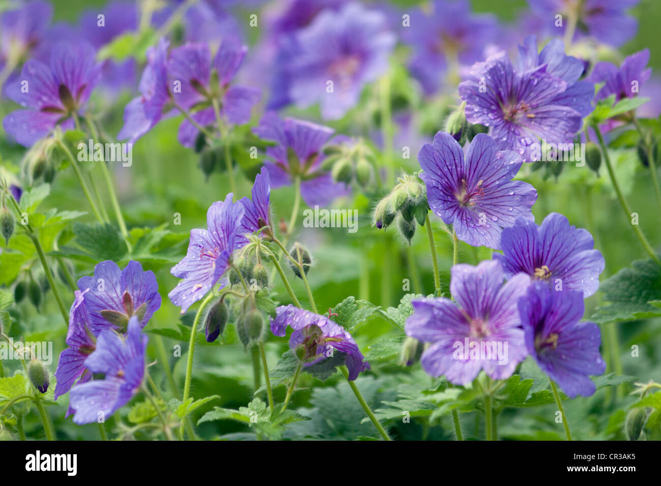 Johnson's Blue perennial geraniums Stock Photo - Alamy