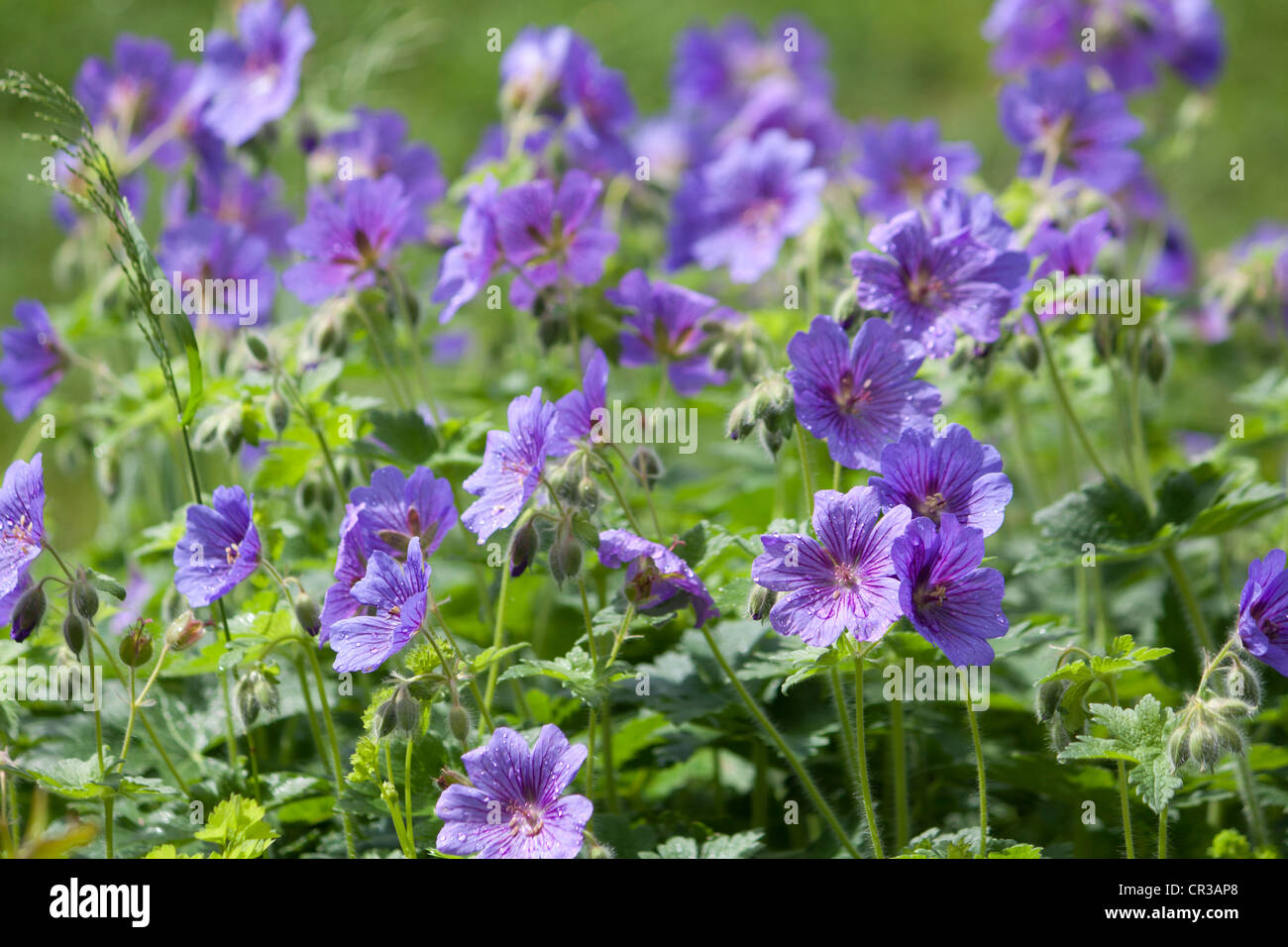 Hardy geraniums uk hi-res stock photography and images - Alamy