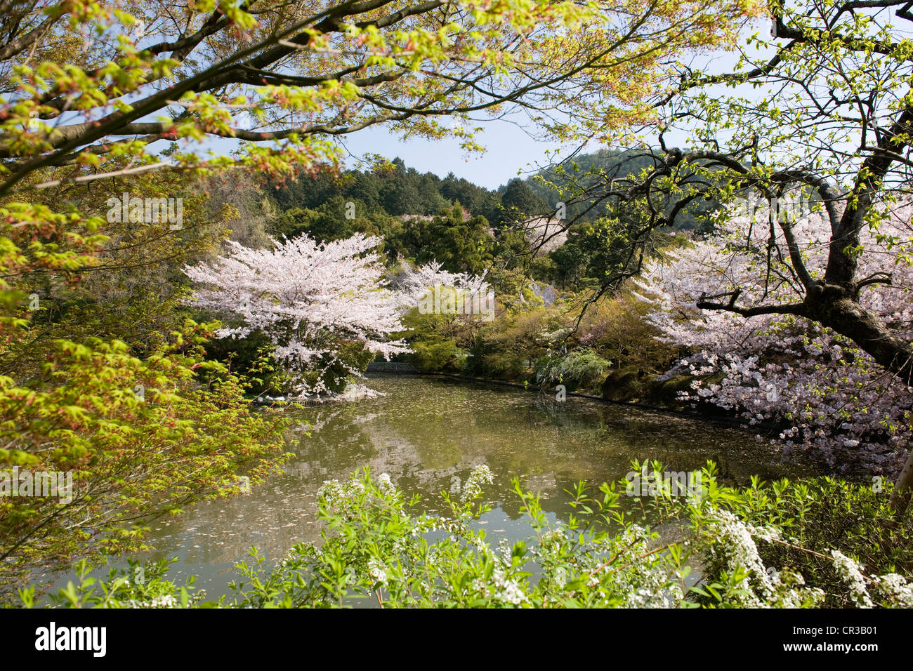 Japan, Honshu Island, Kinki Region, city of Kyoto, Ryoan Ji Temple ...