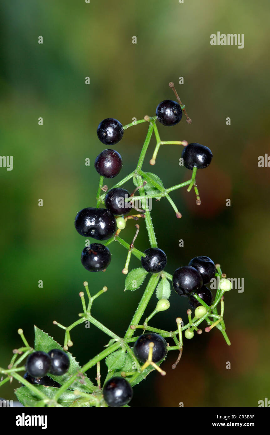 WILD MADDER Rubia peregrina (Rubiaceae Stock Photo - Alamy
