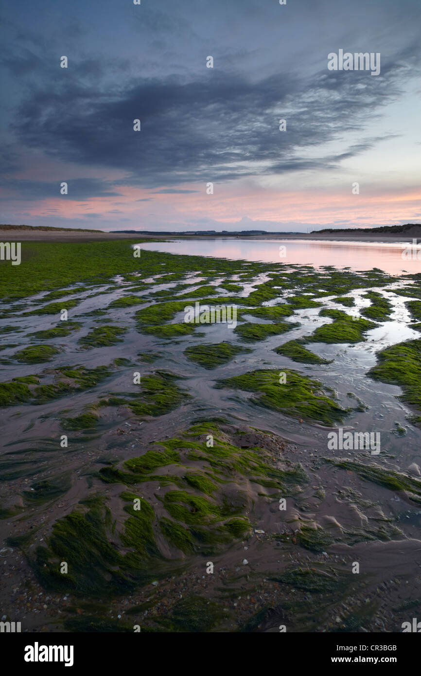 Scolt head island norfolk hi-res stock photography and images - Alamy