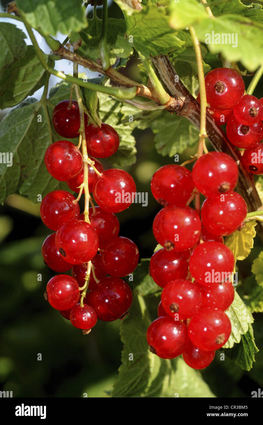 Redcurrant berries (Ribes rubrum Stock Photo - Alamy