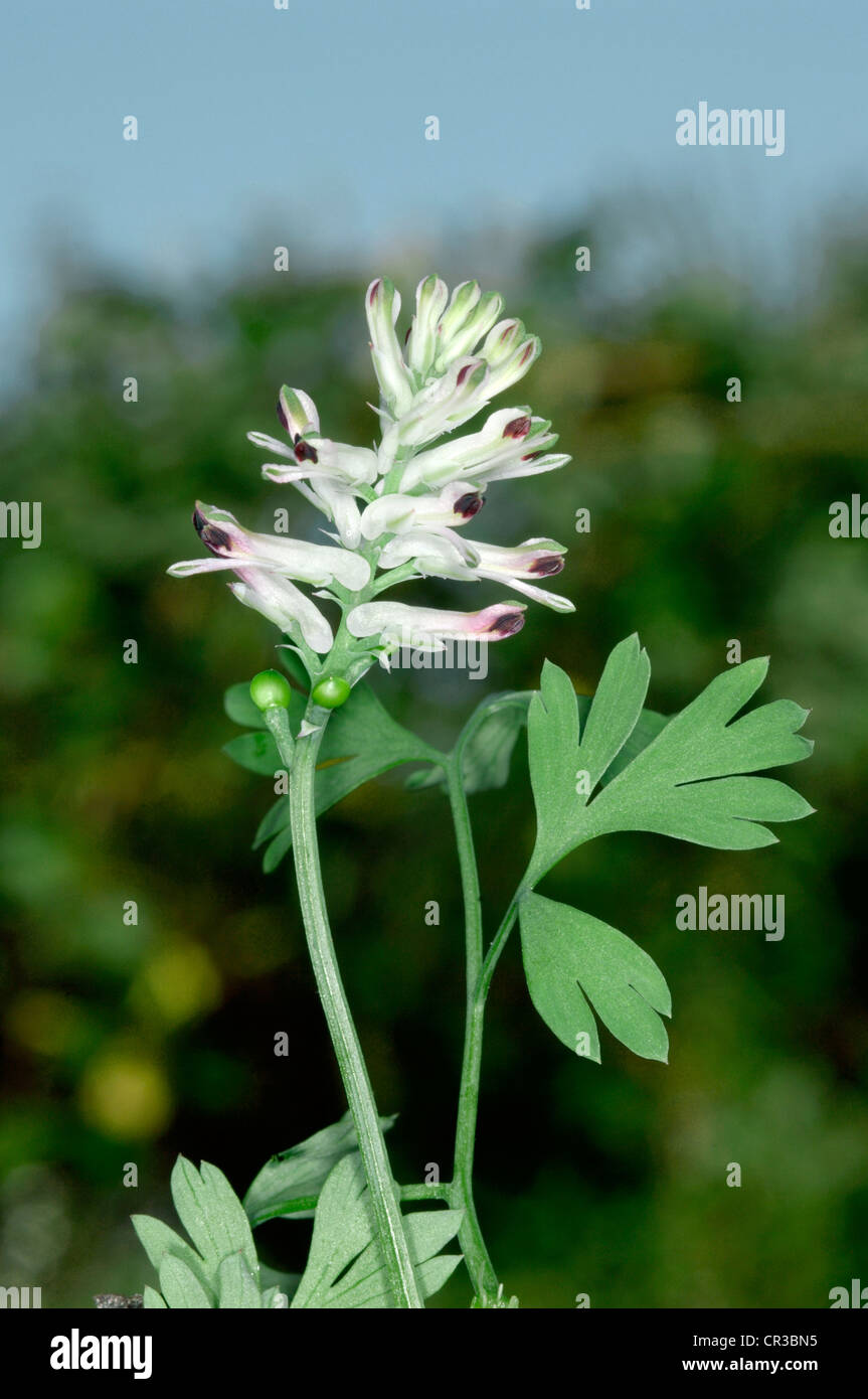 WESTERN RAMPING-FUMITORY Fumaria occidentalis Stock Photo - Alamy