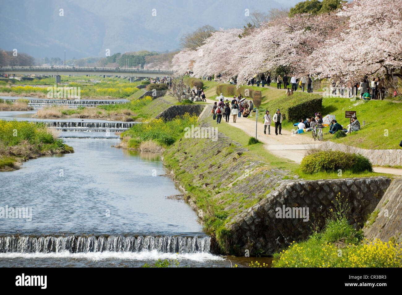 Japan, Honshu Island, Kinki Region, city of Kyoto, along the Kamo Gawa ...