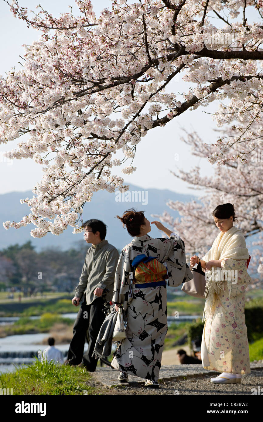 Japan, Honshu Island, Kinki Region, city of Kyoto, along the Kamo Gawa ...