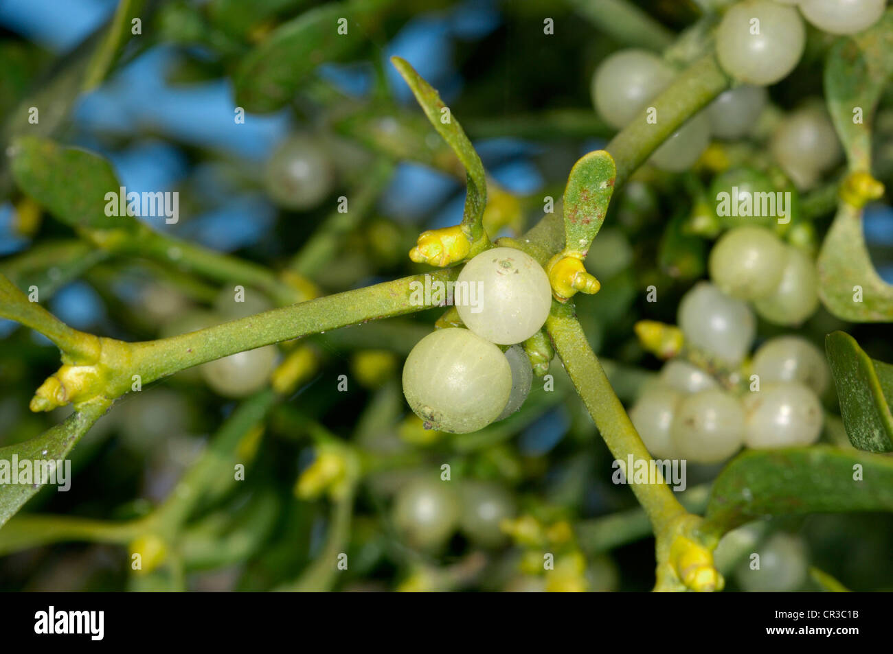 Mistletoe plant berries leaf hi-res stock photography and images - Alamy