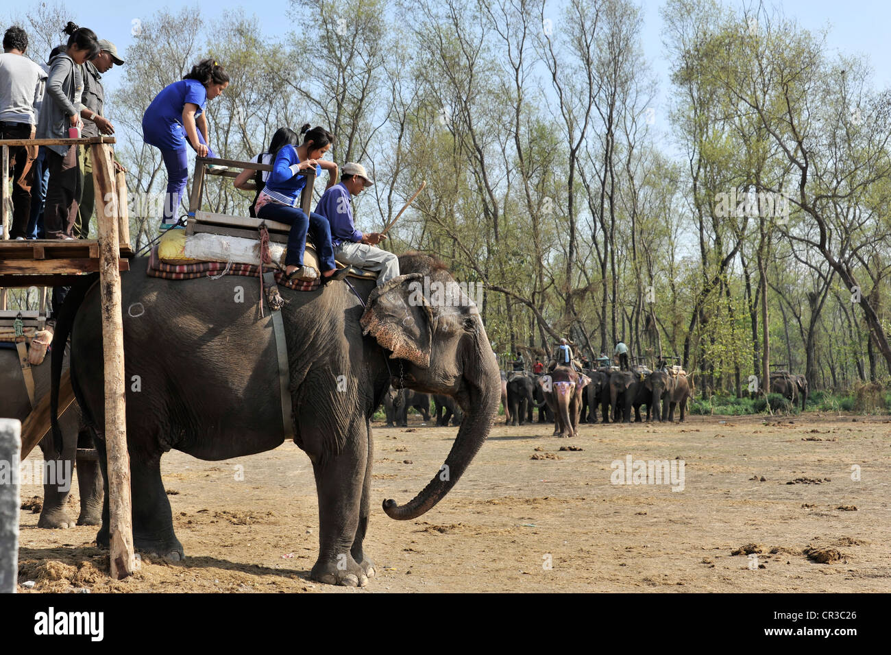 Tourists climbing an elephant (Elephas maximus), elephant safari in the ...