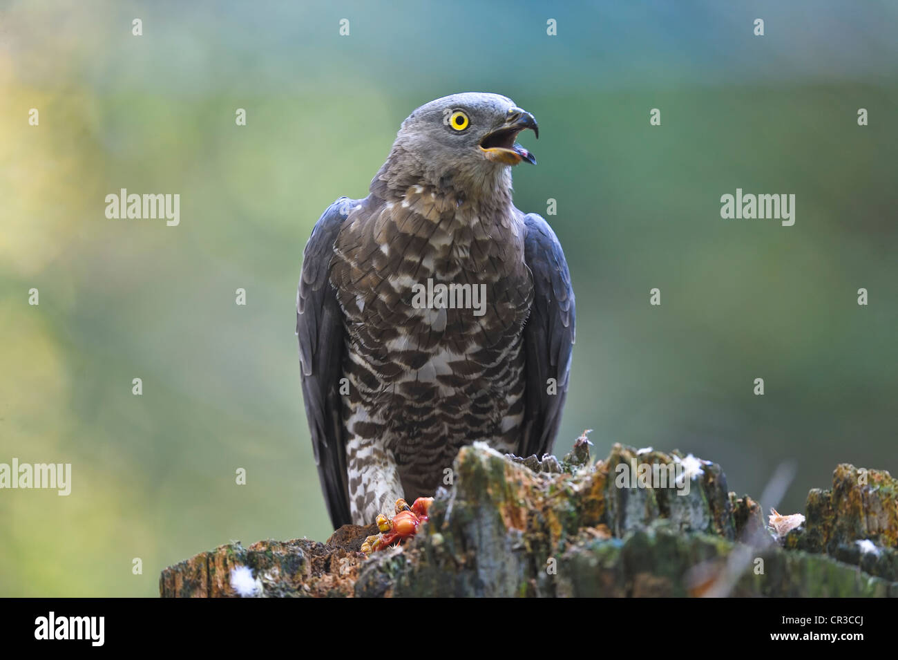 Western Honey Buzzard (Pernis apivorus), Germany, Europe Stock Photo ...