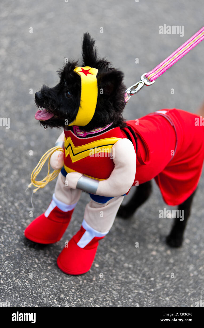 A dog, wearing a fancy costume, takes part in the pet carnival show at ...
