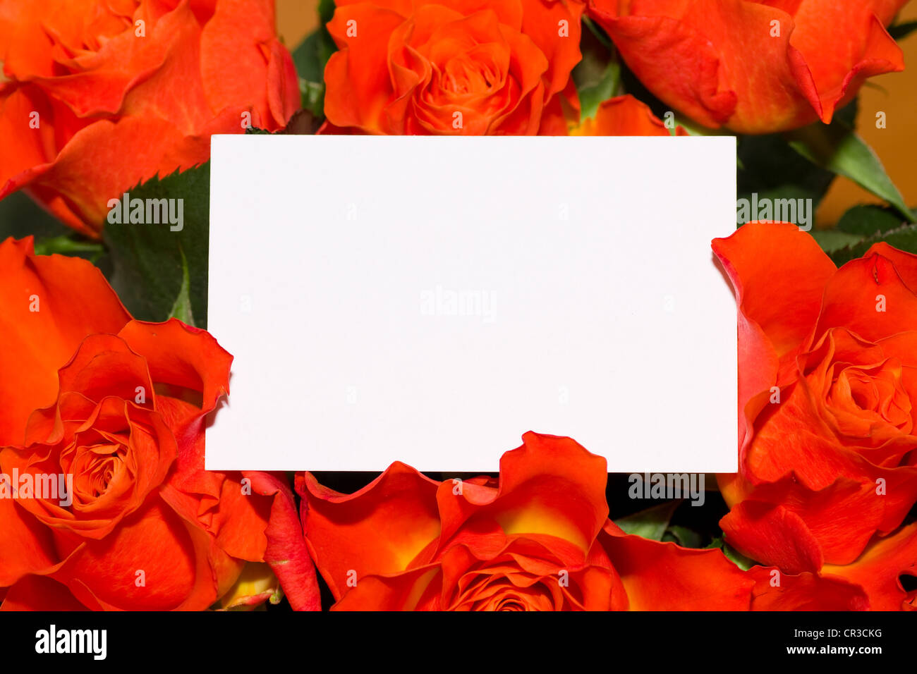 roses with blank card Stock Photo - Alamy