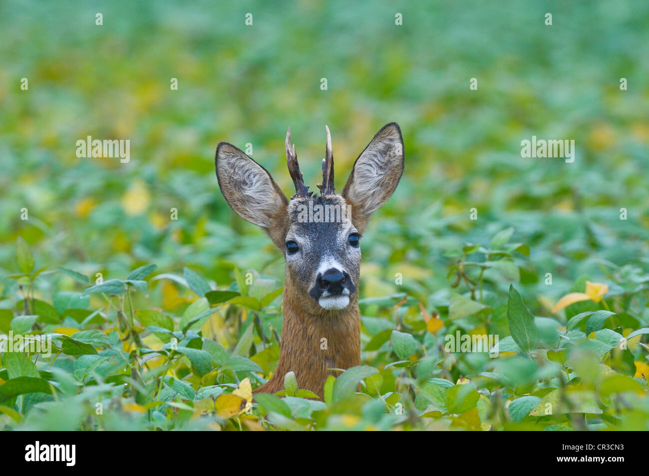 Roe deer (Capreolus capreolus), Nationalpark Neusiedlersee Lake ...