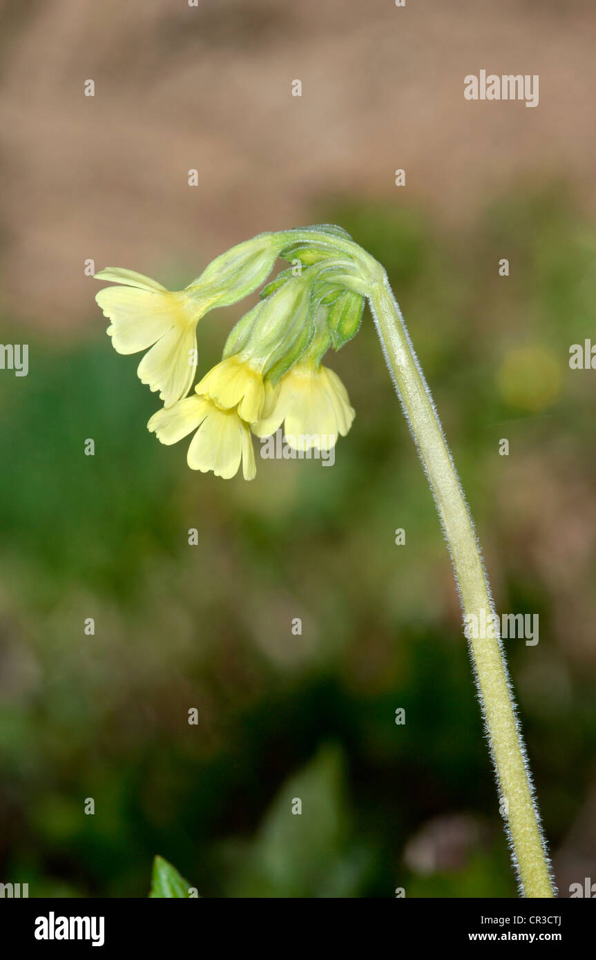 Oxlip flower hi-res stock photography and images - Alamy