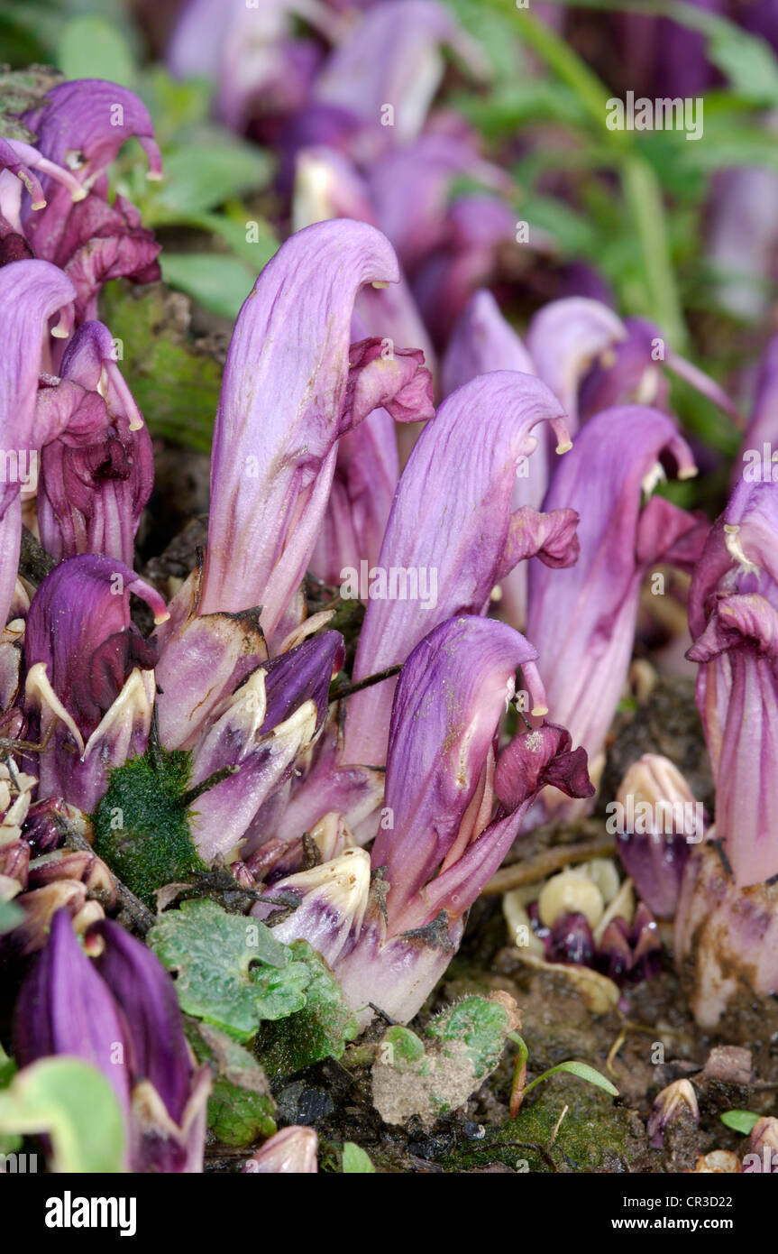 PURPLE TOOTHWORT Lathraea clandestina (Orobanchaceae Stock Photo - Alamy