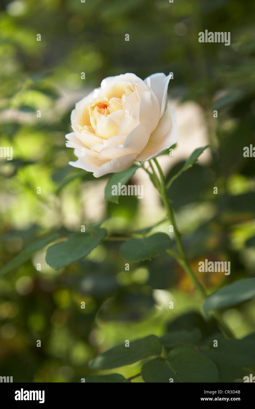 A perfect cream coloured rose Stock Photo - Alamy
