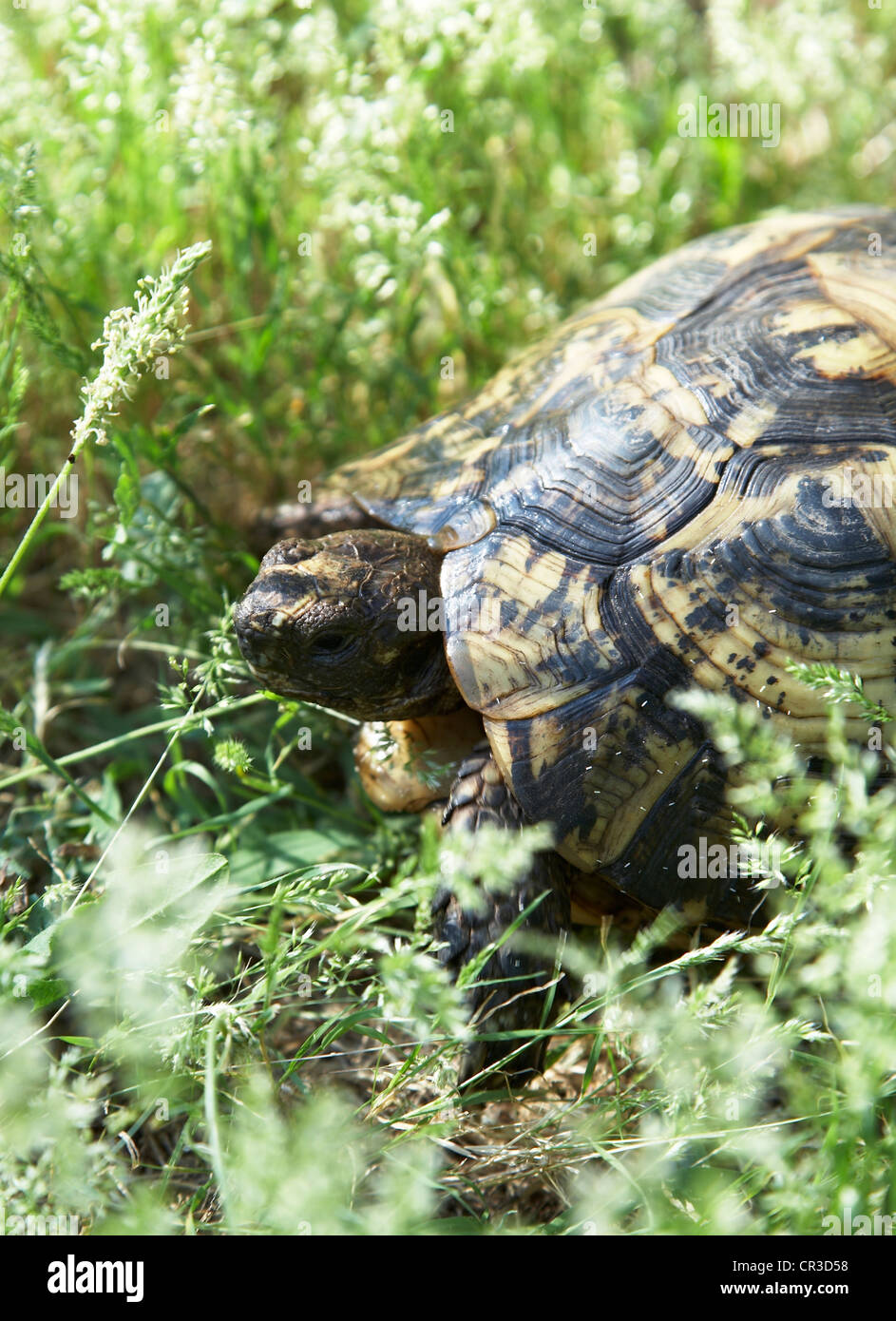 close-up of a tortoise enjoying the sun in the long grass Stock Photo ...