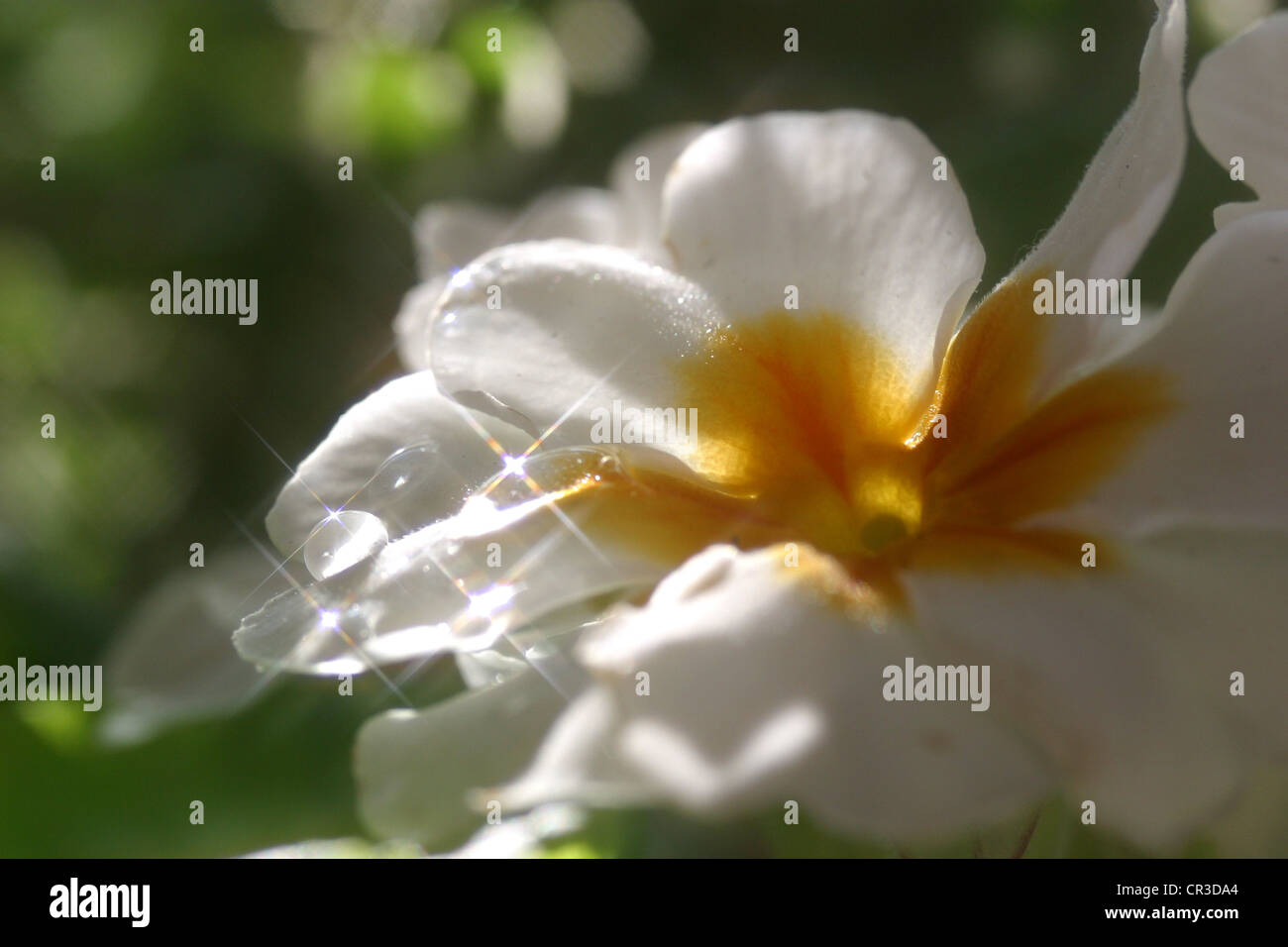 Primrose (Primula) macro Stock Photo - Alamy