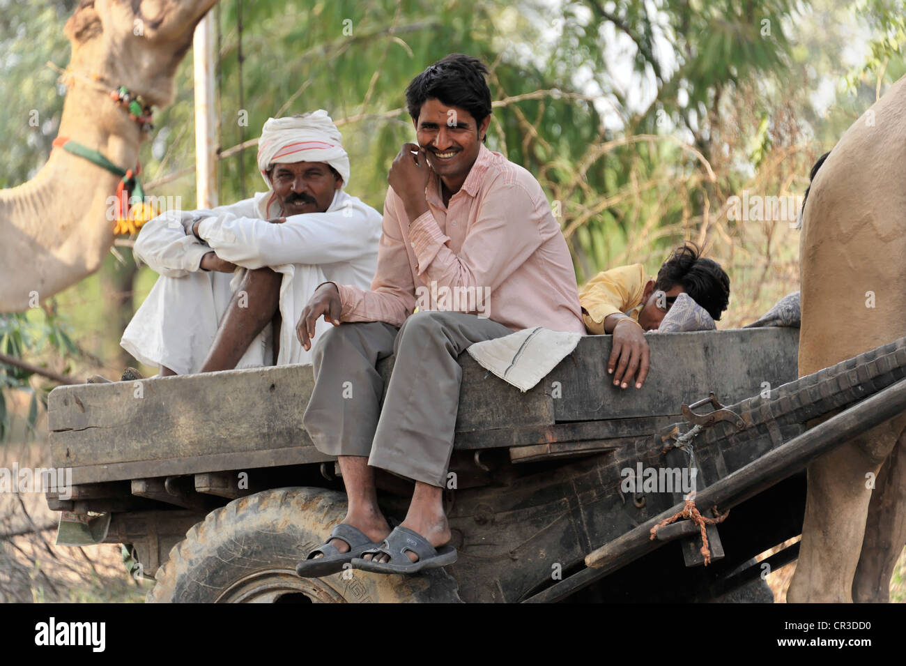 Camel with his headgear hi-res stock photography and images - Alamy