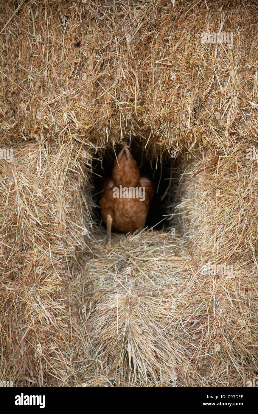 Hiding in a haystack hi-res stock photography and images - Alamy