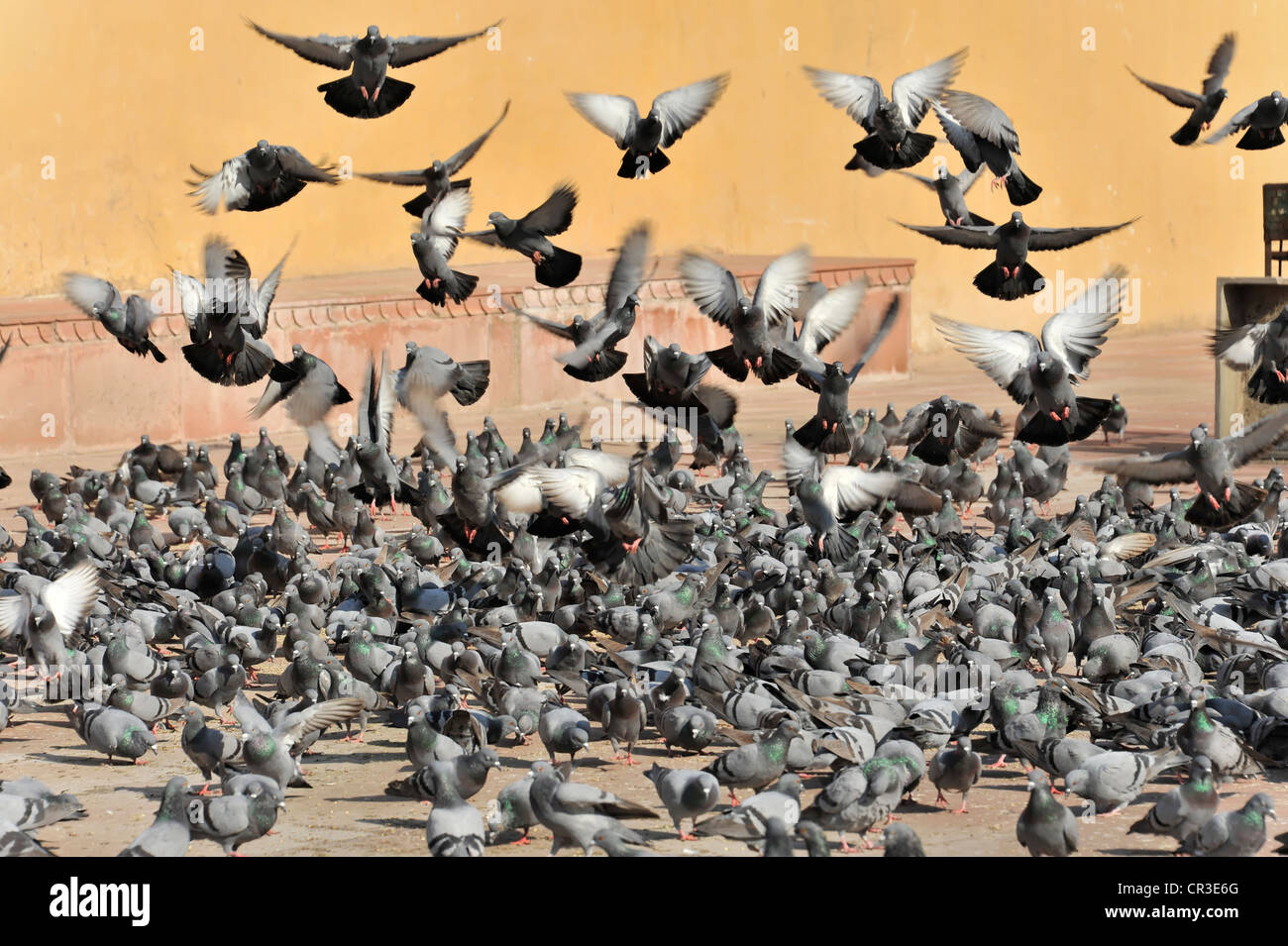Pigeons, Amber Fort, Amber, near Jaipur, Rajasthan, North India, India ...
