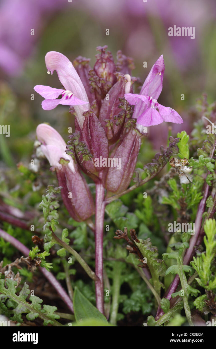 Lousewort Pedicularis Sylvatica Flowers High Resolution Stock ...