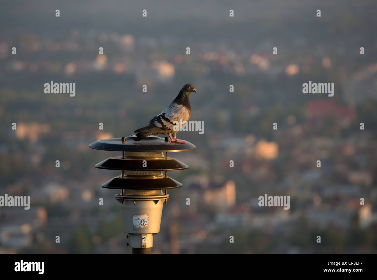 Wysokyi samok hi-res stock photography and images - Alamy