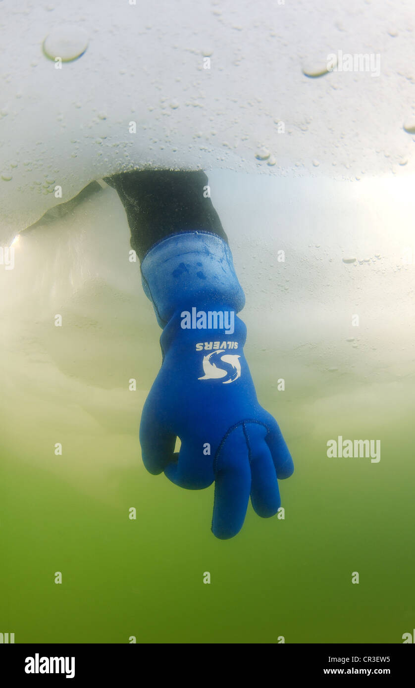 Diver's hand giving the OK sign, subglacial diving, ice diving, in the ...