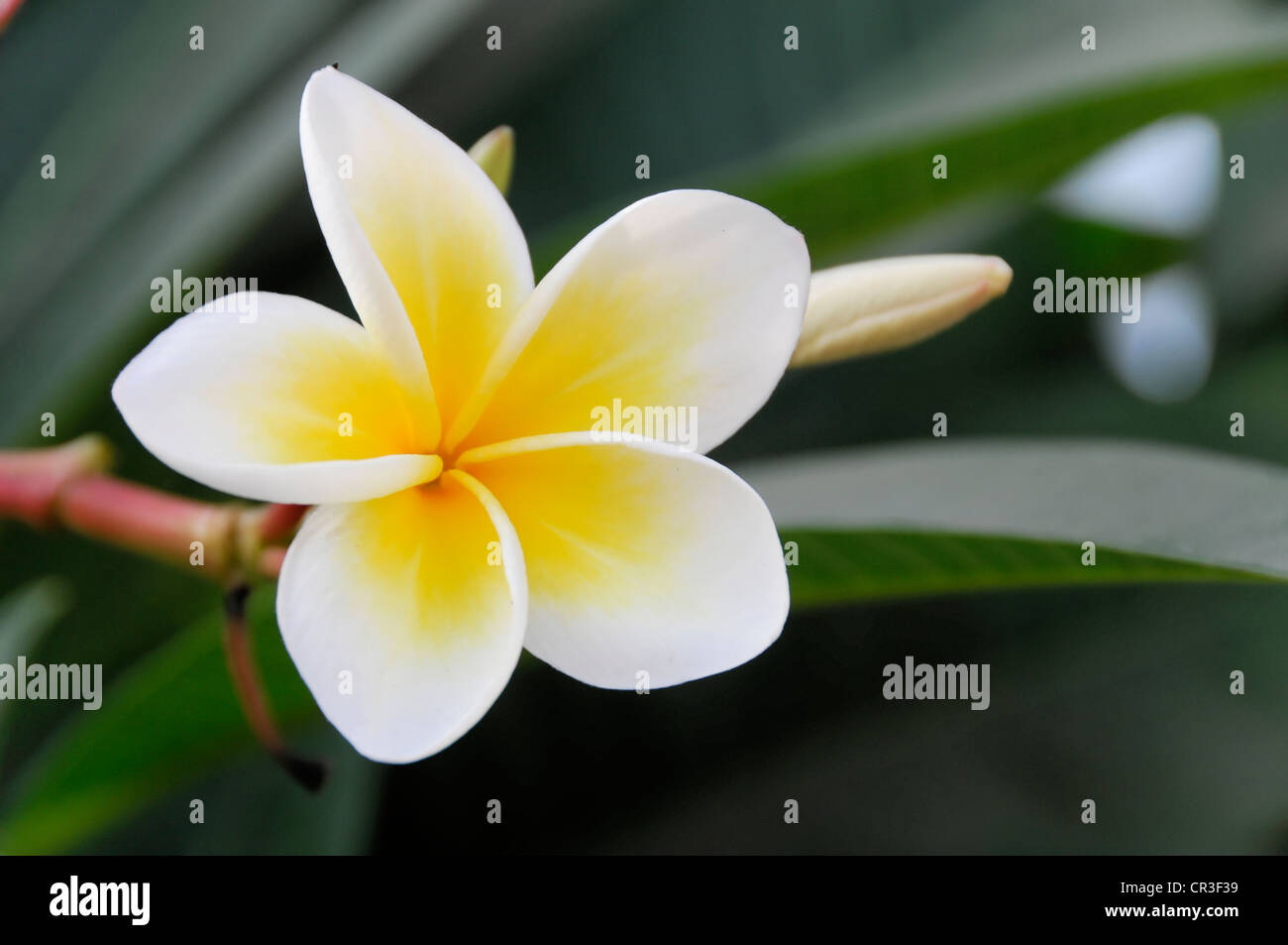 Temple tree flower hi-res stock photography and images - Alamy