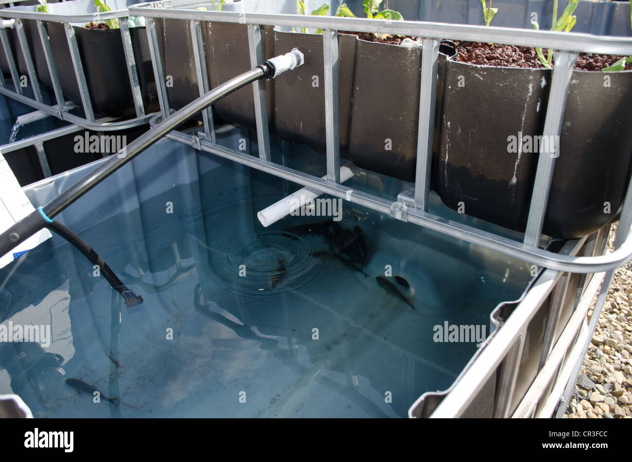 Sanger High aquaculture experiment - fish are grown in the bottom tank ...