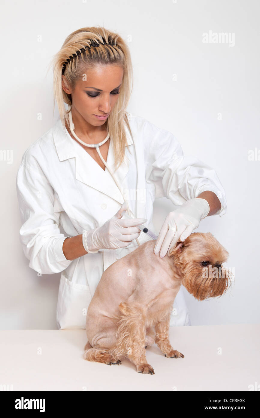 Veterinary doctor of doing an injection of a little dog Stock Photo - Alamy