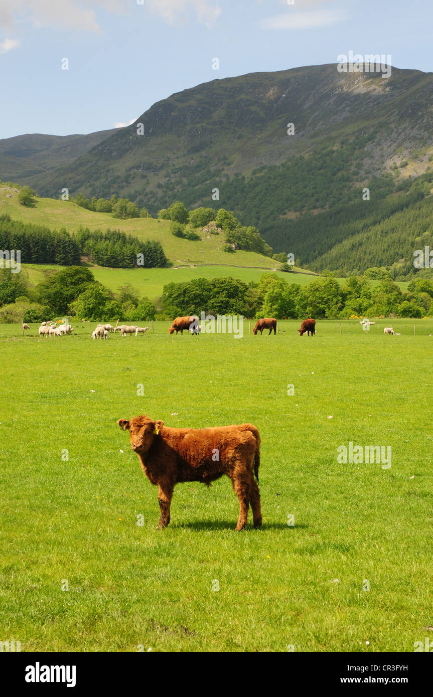 Luing Cattle in fields near the Perthshire village of Fortingall with ...