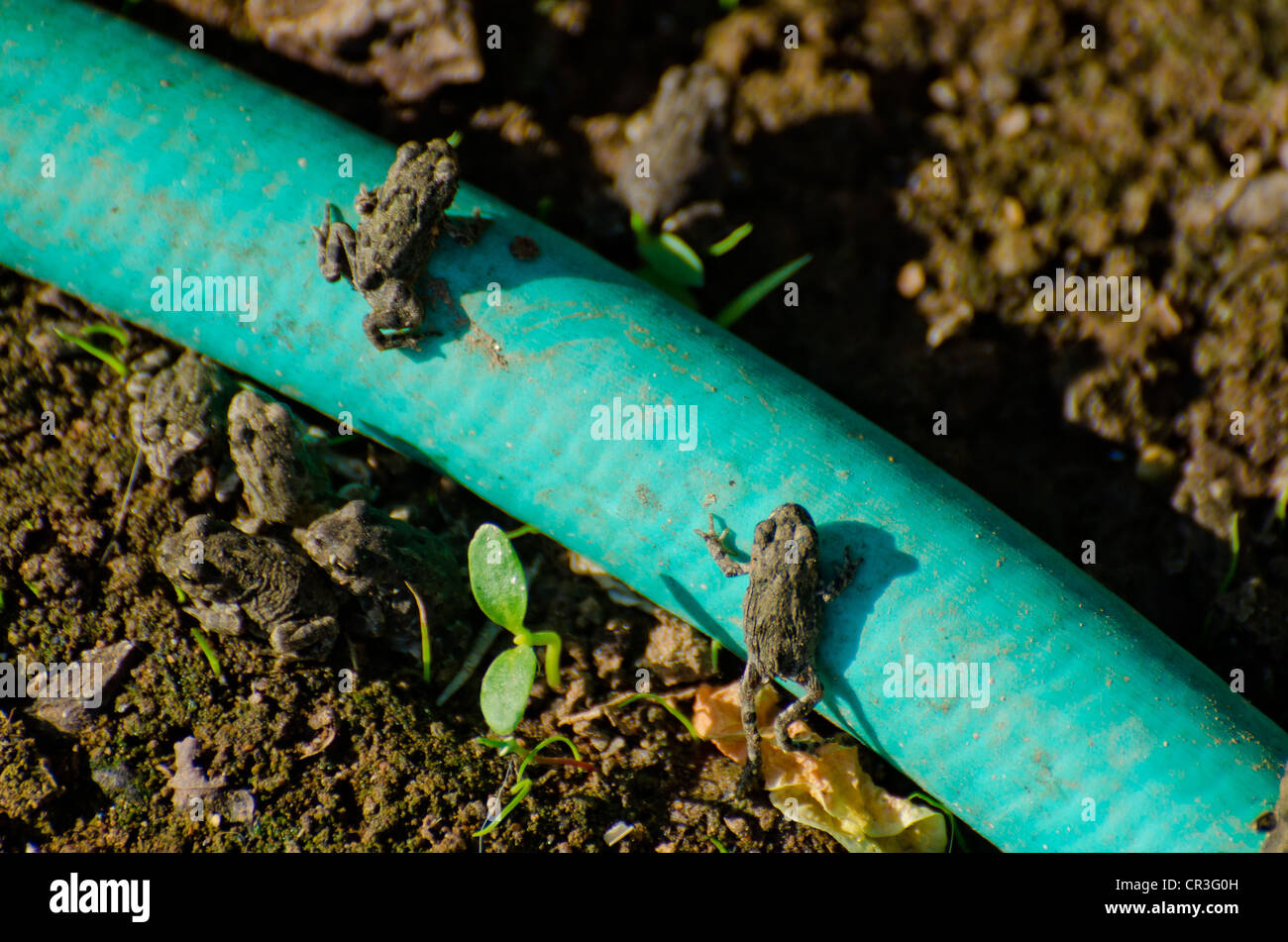 Small frogs hi-res stock photography and images - Alamy