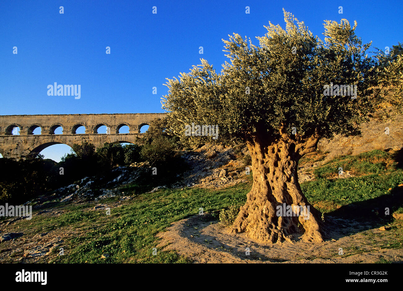 France, Gard, olive tree at the bottom of Pont du Gard, UNESCO World ...