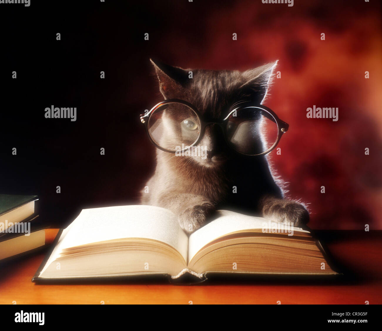 grey cat with glasses reading a book Stock Photo - Alamy