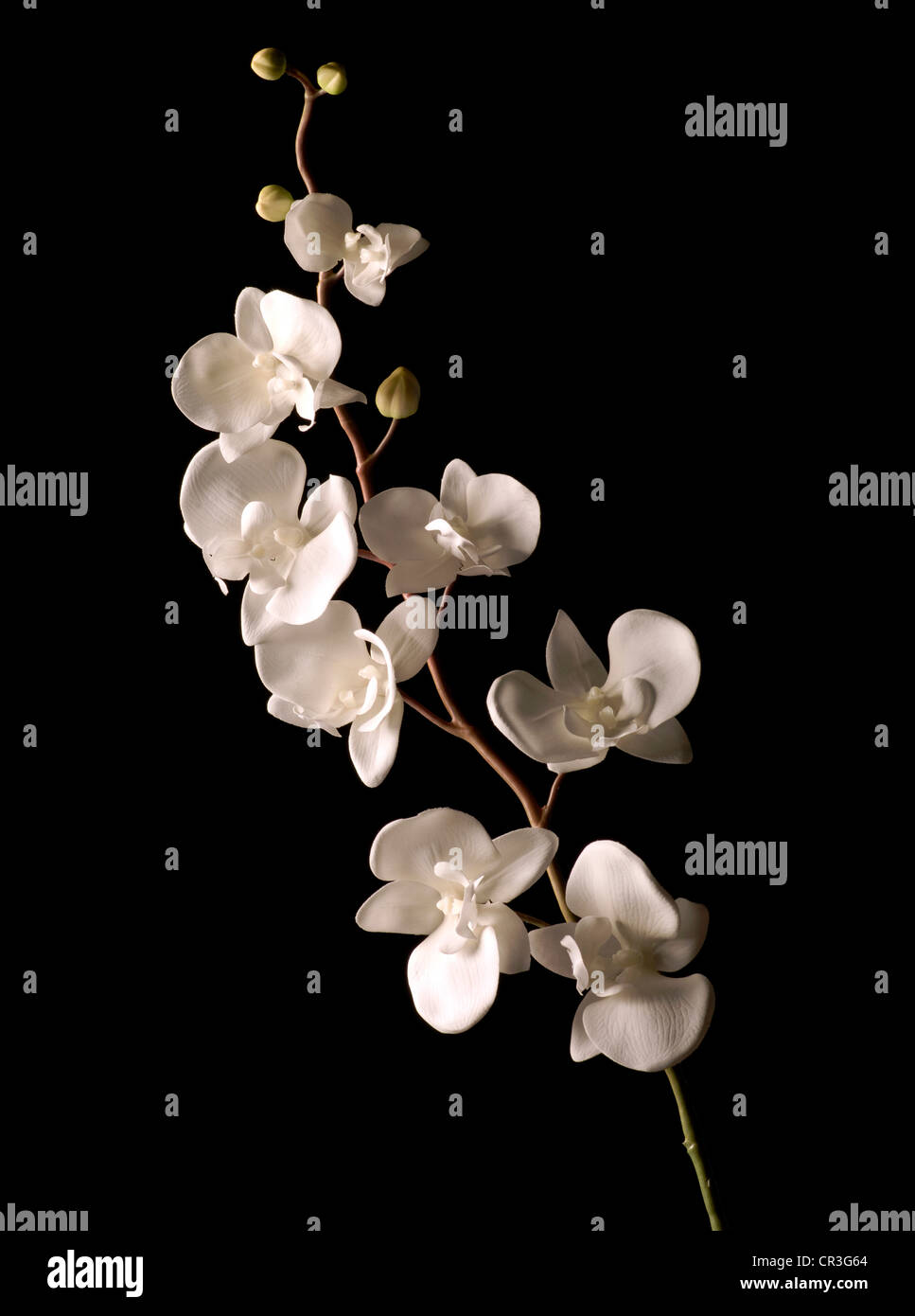 Orchid Most Expensive Flower High Resolution Stock Photography and ...