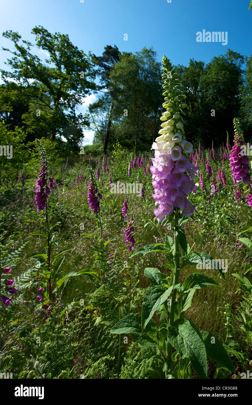 Foxglove Digitalis Purpurea and heather in a wild meadow on Reigate ...