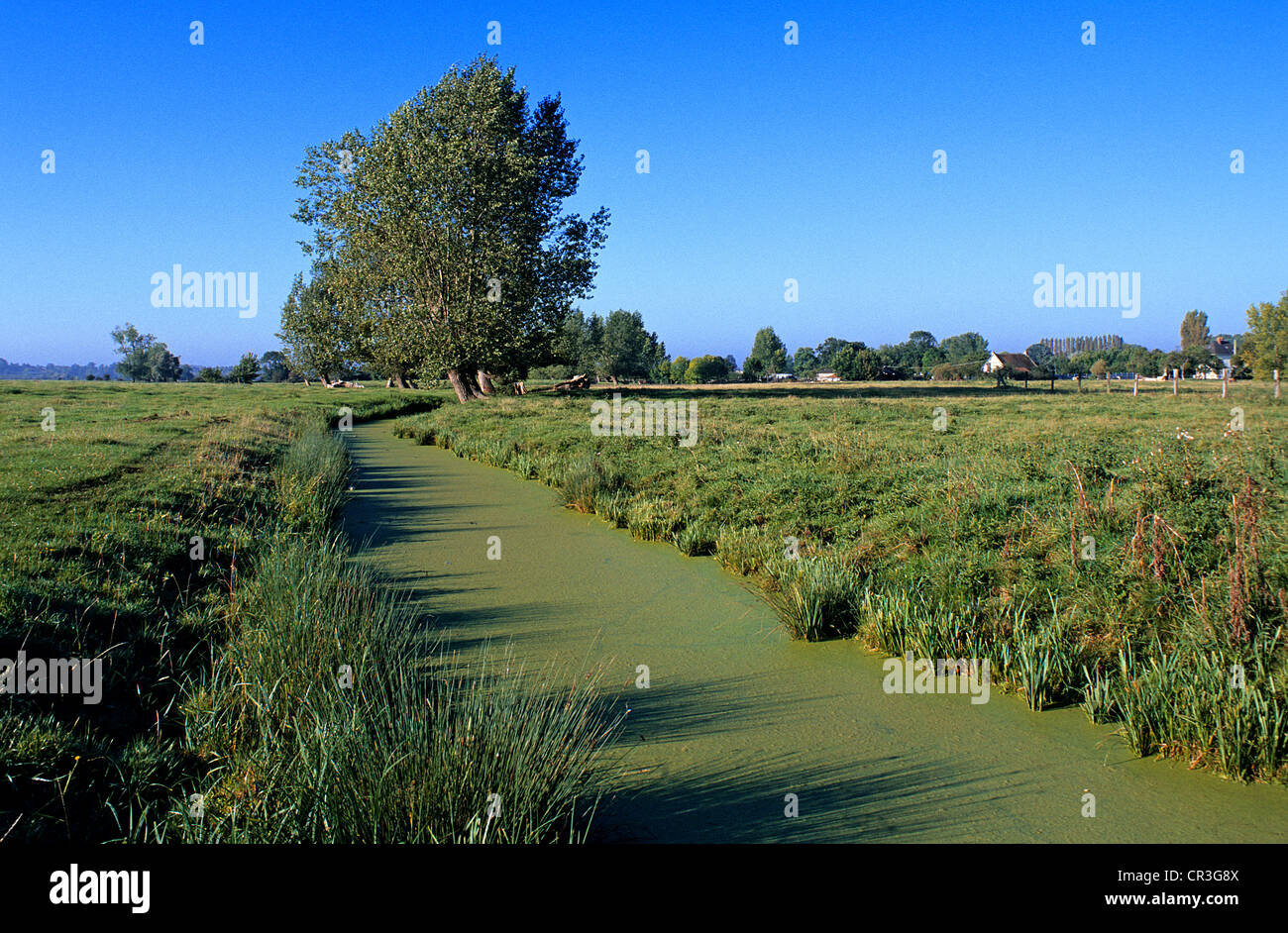 France, Calvados, Dives marshland Stock Photo - Alamy