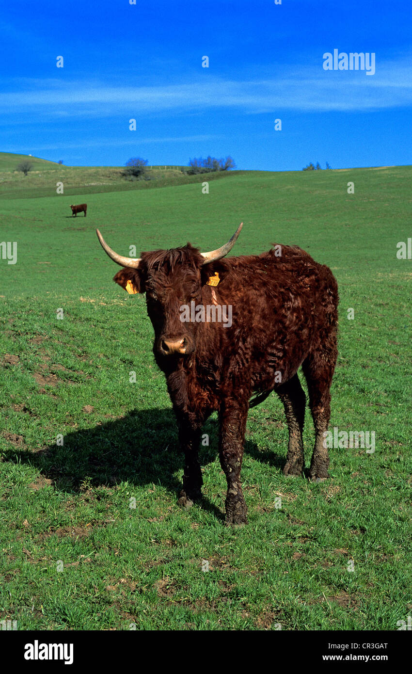 Mary breed hi-res stock photography and images - Alamy